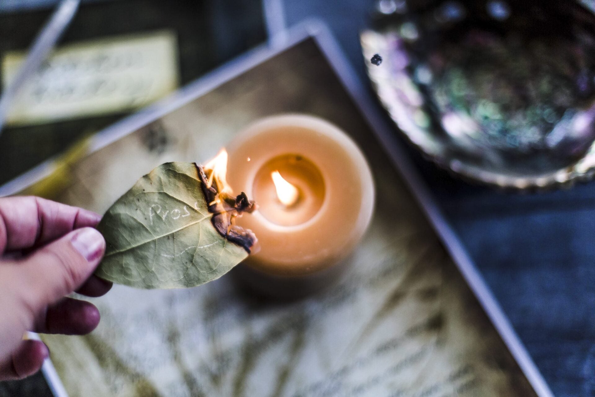Bay Leaf (Wisdom & Protection) | Herbs For Spells, Rituals ...